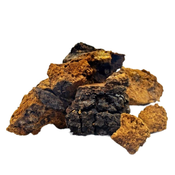Dried Wild Chaga Mushrooms Wild-Harvested from Canada